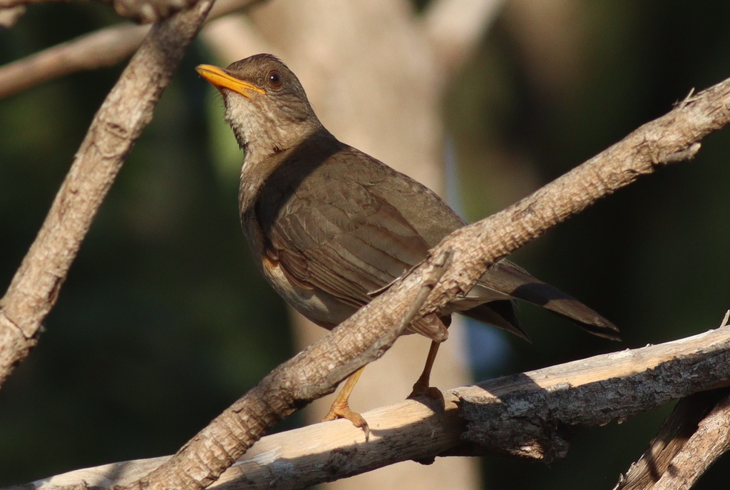 African Thrush (Turdus pelios) - Avian Discovery