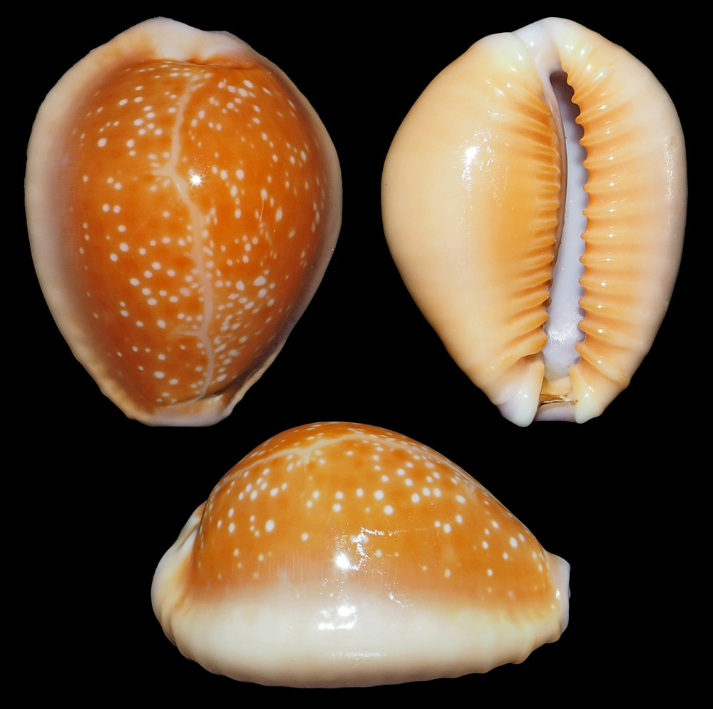 Hawaiian Honey Cowry from Oahu, Hawaii on January 1, 1975 by uwkwaj ...