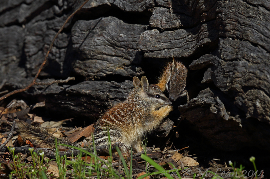 Numbat (Myrmecobius fasciatus) - Know Your Mammals