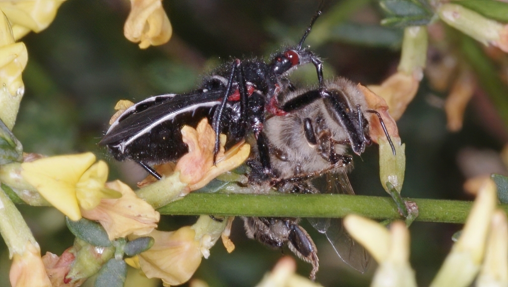 California Bee Assassin from Limestone Canyon Regional Park, Orange ...