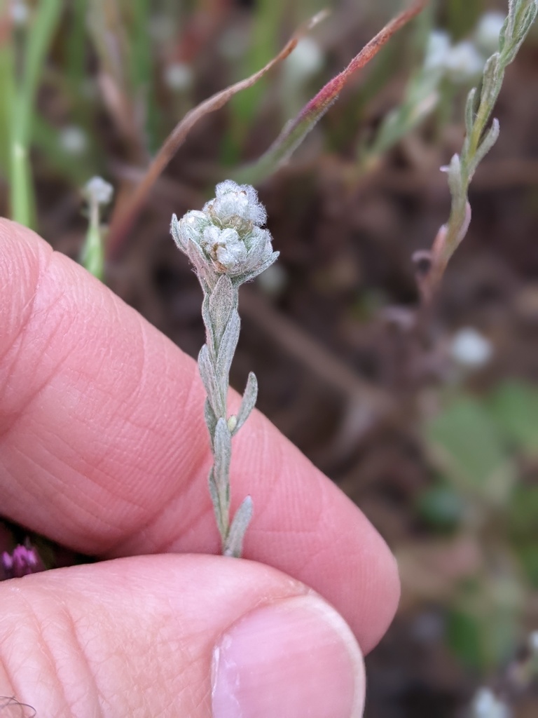 cottontop (Micropus californicus californicus) - Botanical Realm