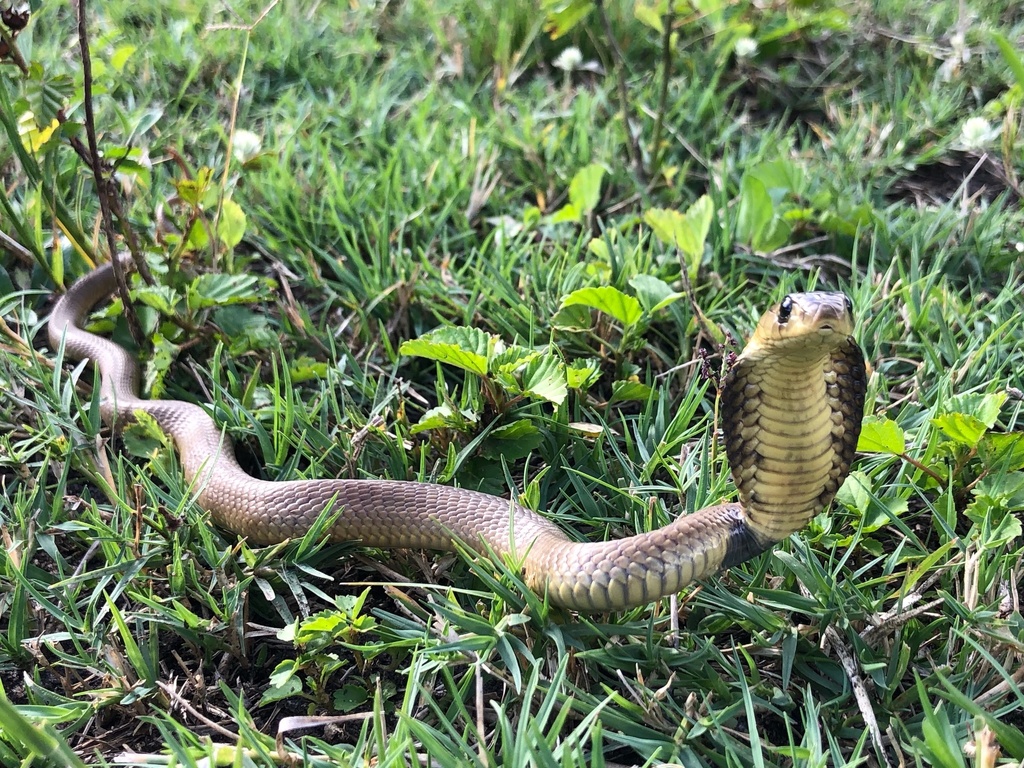 Snouted Cobra from Honingnestkrans Road, Pretoria, GP, ZA on April 24 ...