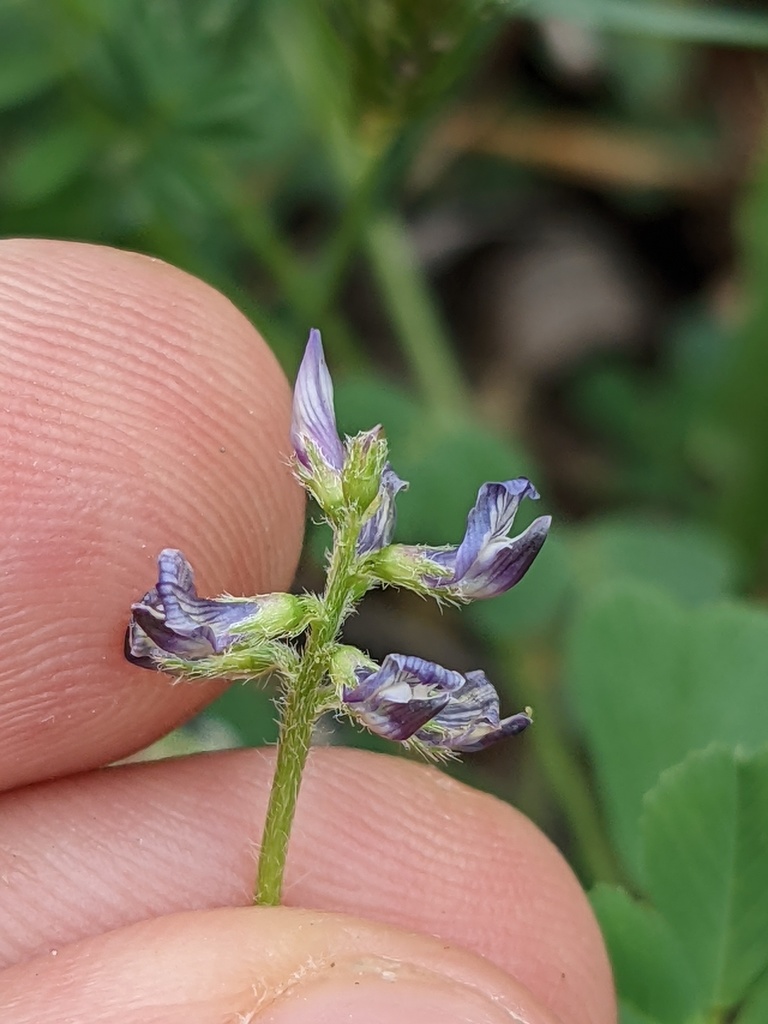Texas milkvetch (Astragalus reflexus) - Botanical Realm