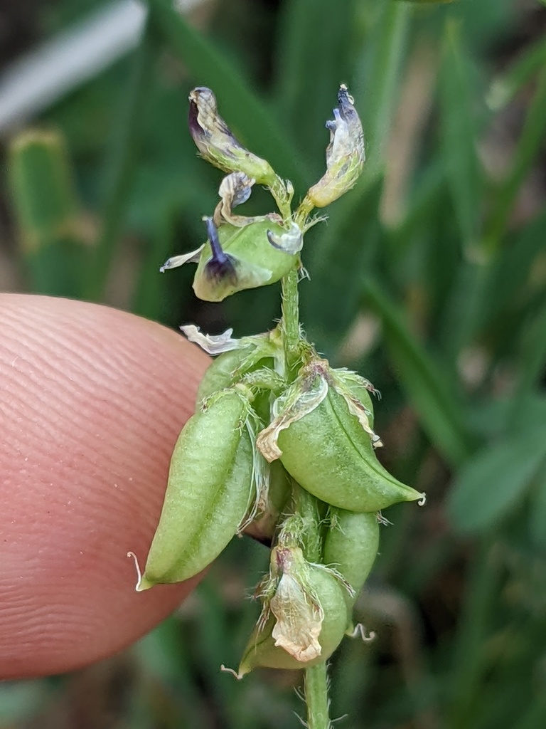 Texas milkvetch (Astragalus reflexus) - Botanical Realm
