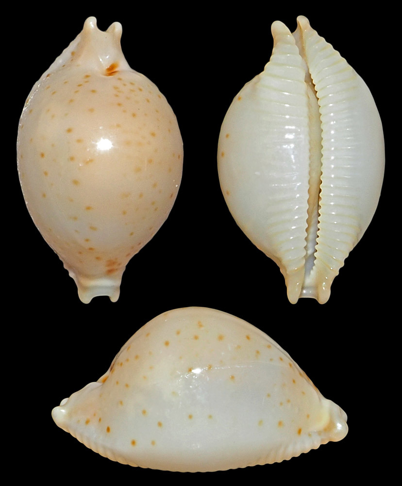 Pustularia cicercula (Linnaeus, 1758)