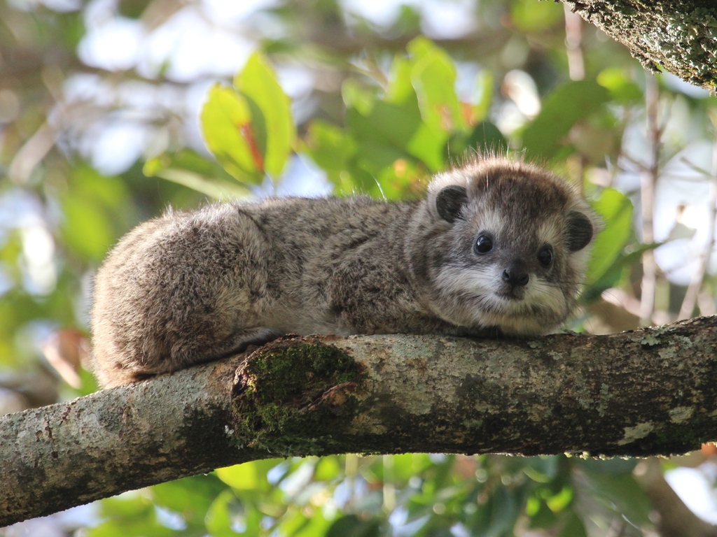 Hyraxes (Procaviidae) - Know Your Mammals