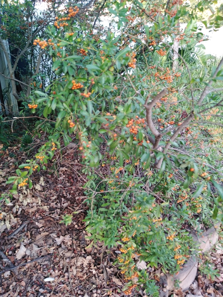 Maleae from Welgelegen, Stellenbosch, 7600, South Africa on April 23 ...