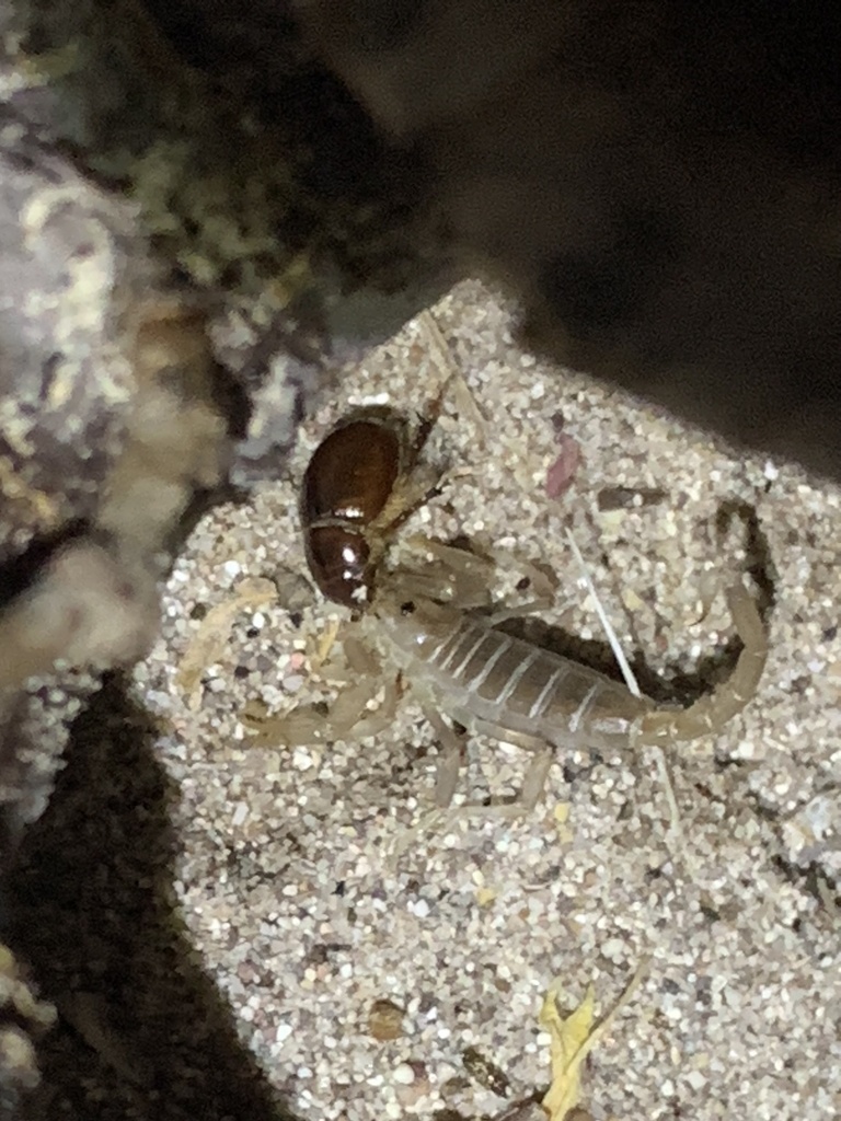 Large Aegialian Scarab from Amargosa Valley, Amargosa Valley, NV, US on ...