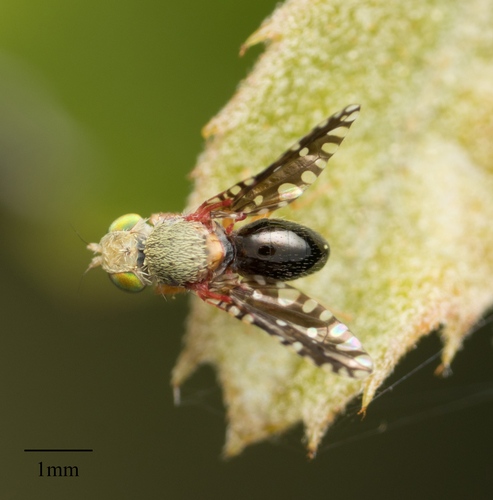 Elliptical Stem Gall Fly (Valentibulla californica) · iNaturalist