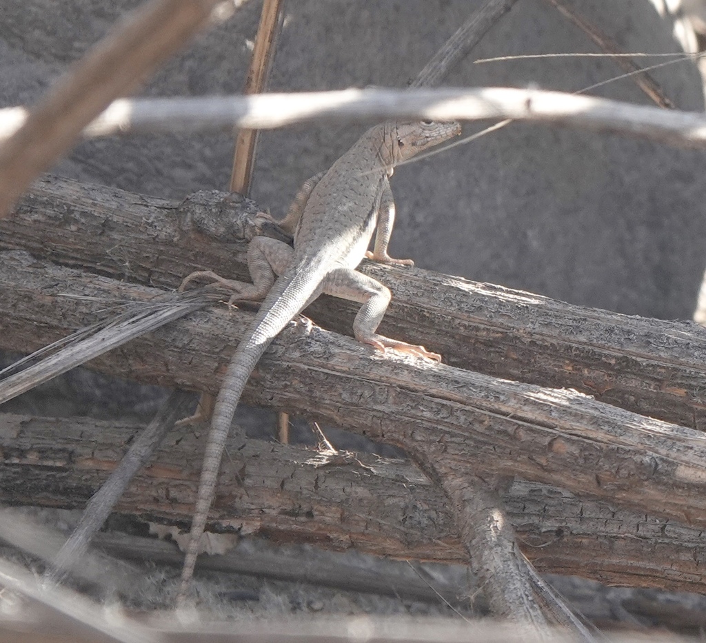 Yanez's Lava Lizard from Arica Province, Arica y Parinacota, Chile on ...
