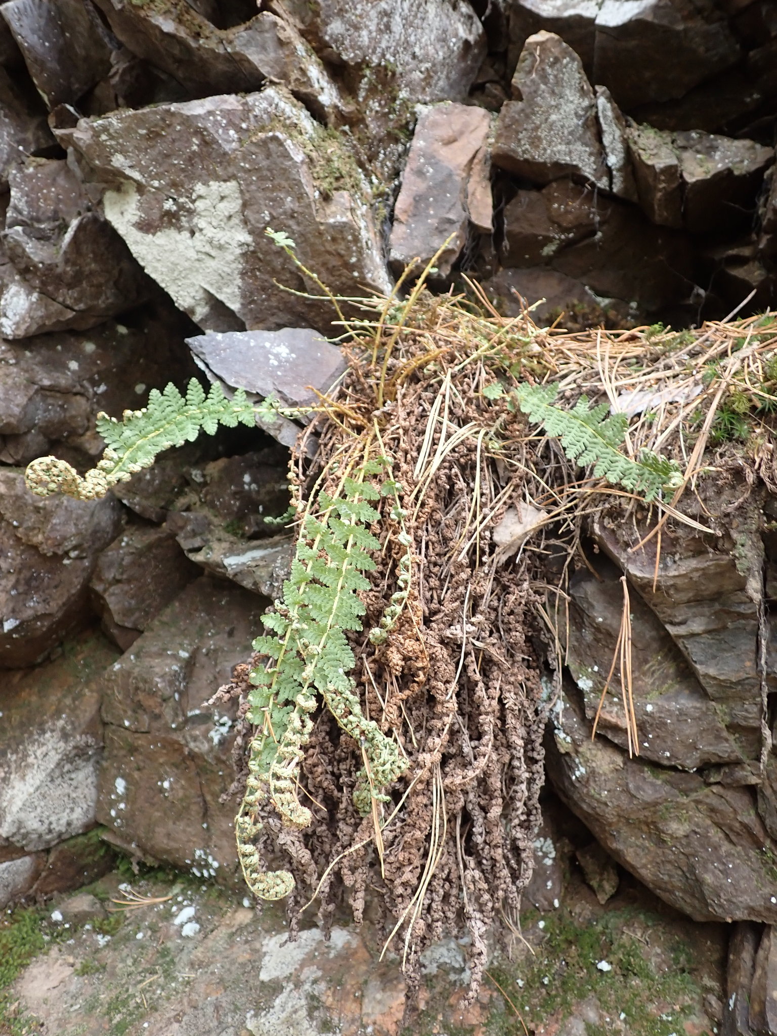 Dryopteris fragrans (L.) Schott