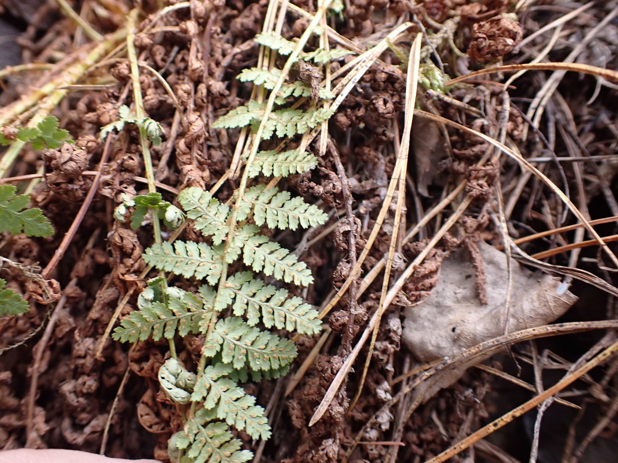Dryopteris fragrans (L.) Schott