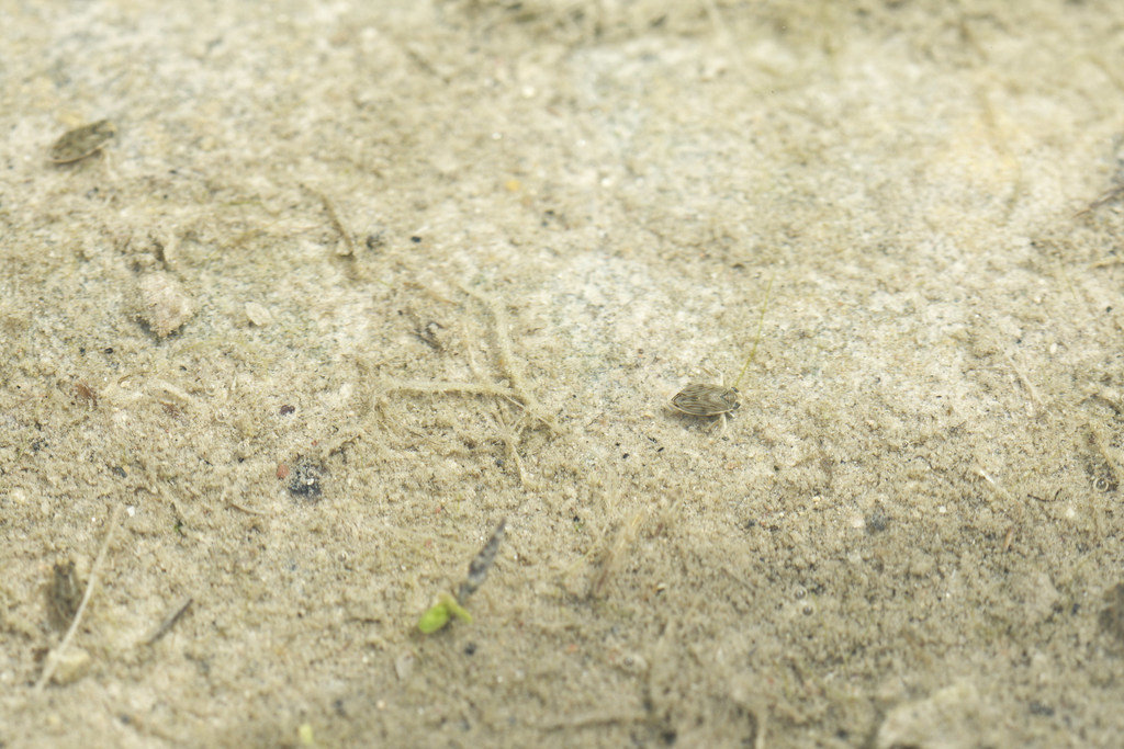 Micronecta from 奥林匹克森林公园（南园） on April 24, 2022 at 10:05 AM by Foley ...