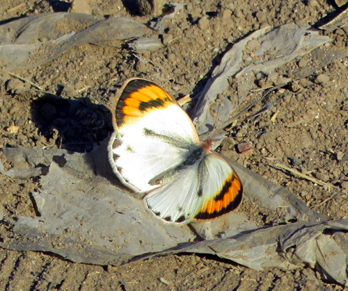Subspecies Colotis euippe mediata · iNaturalist