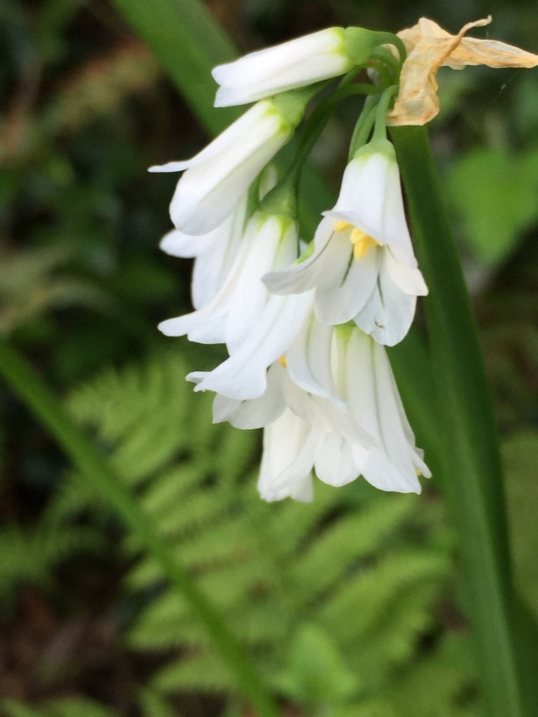 Three-cornered garlic from Stintway Lane, Sidmouth, England, GB on ...