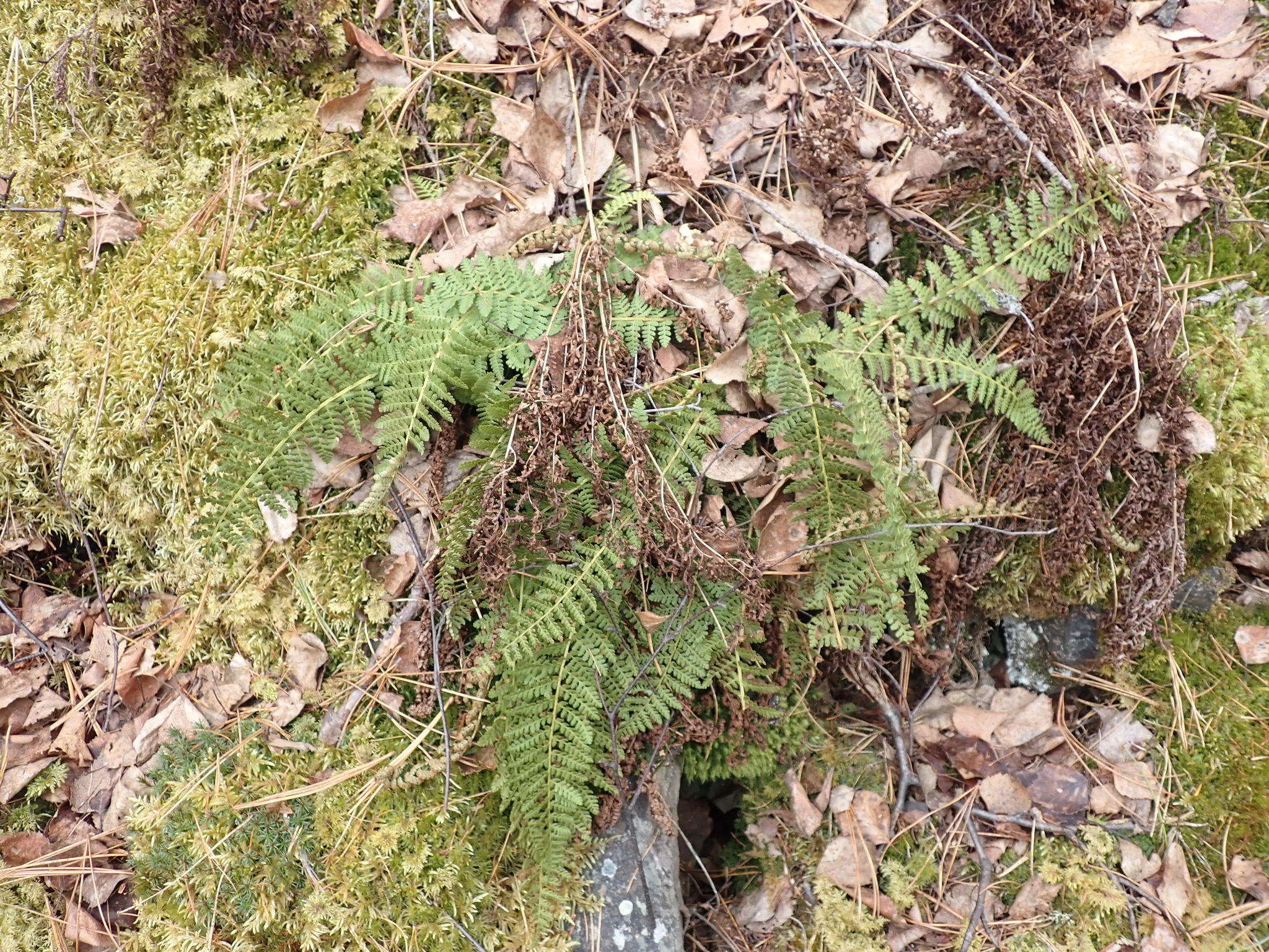 Dryopteris fragrans (L.) Schott
