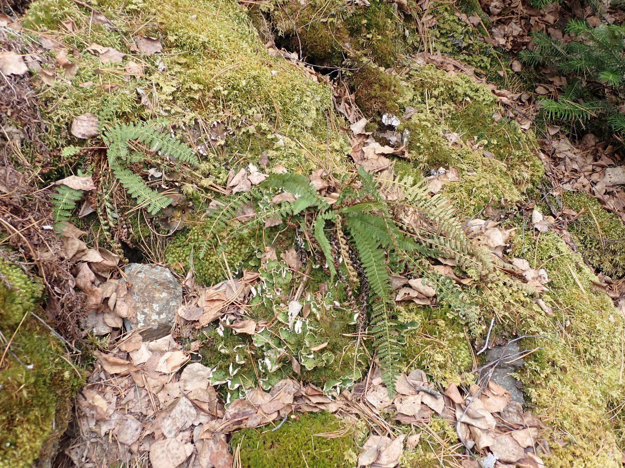 Dryopteris fragrans (L.) Schott
