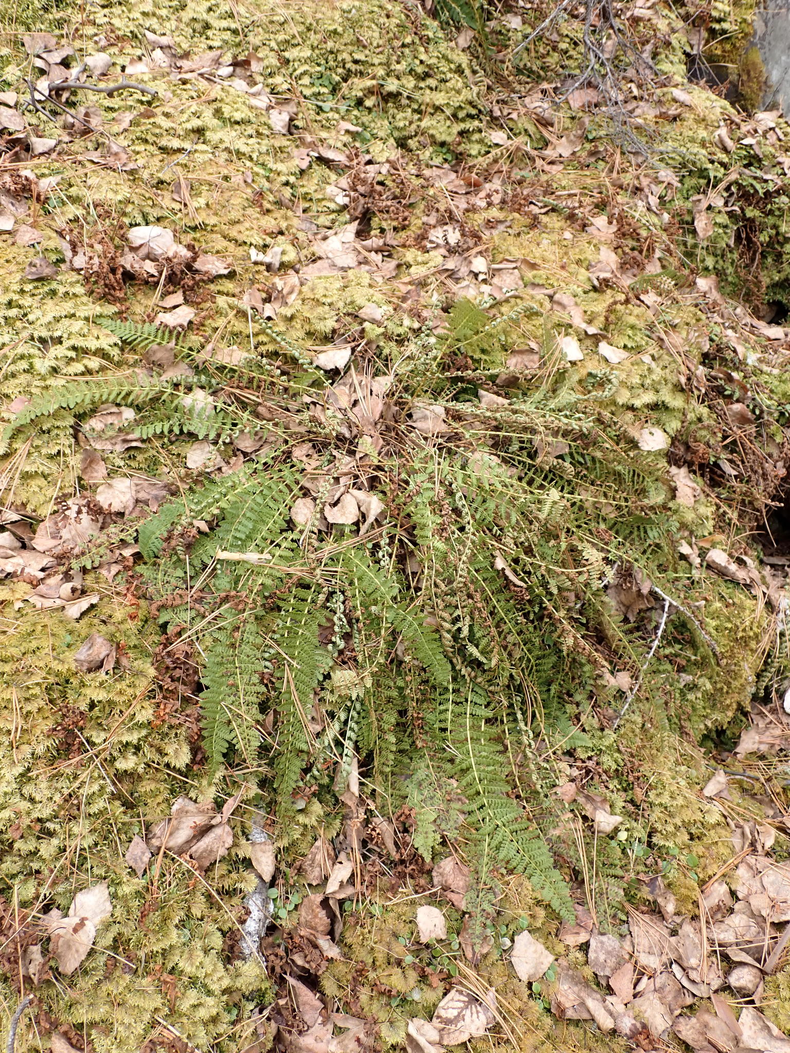 Dryopteris fragrans (L.) Schott