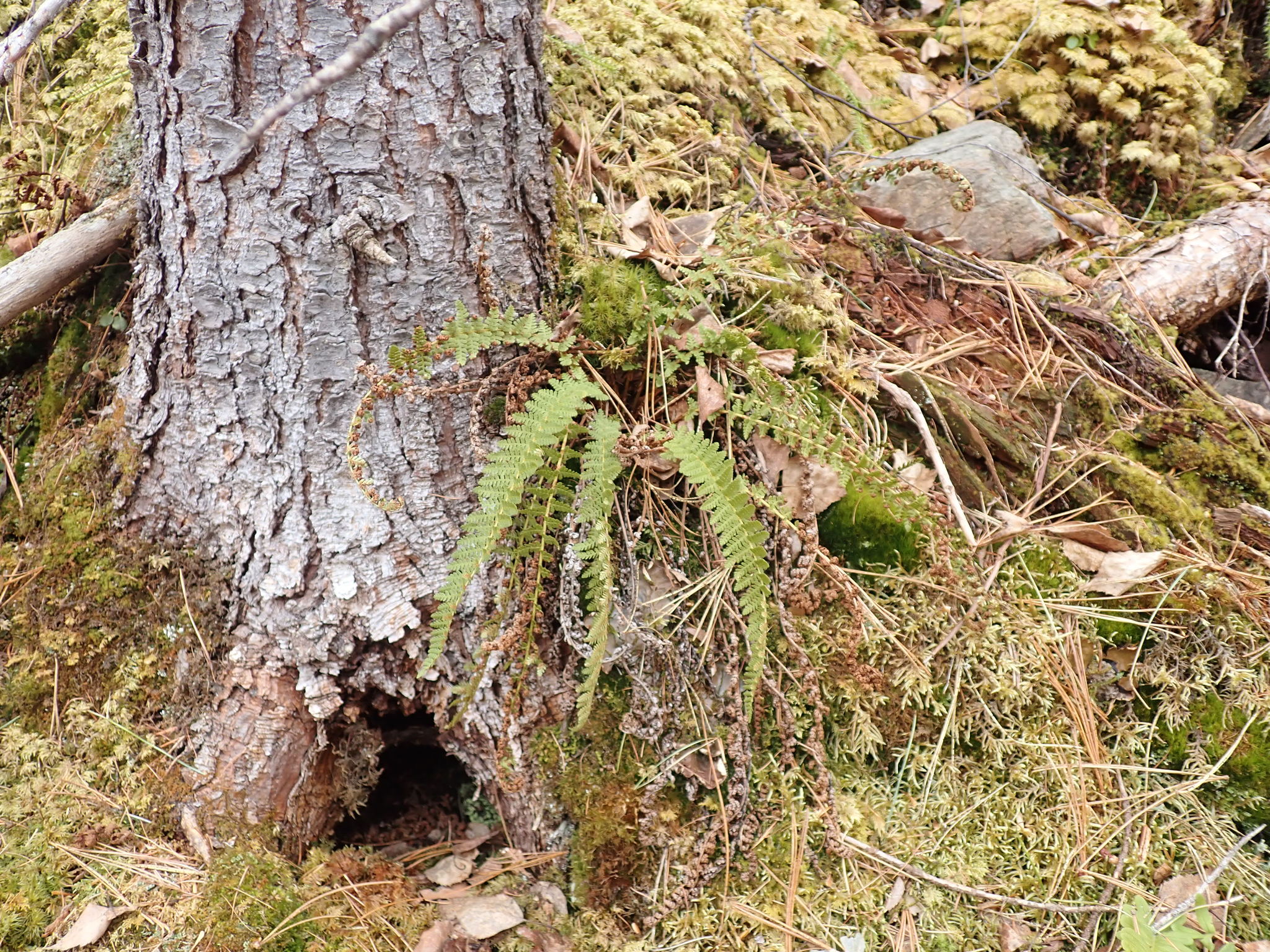 Dryopteris fragrans (L.) Schott