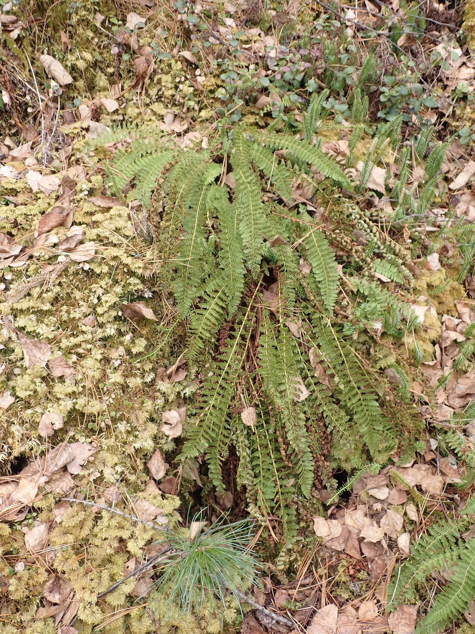 Dryopteris fragrans (L.) Schott