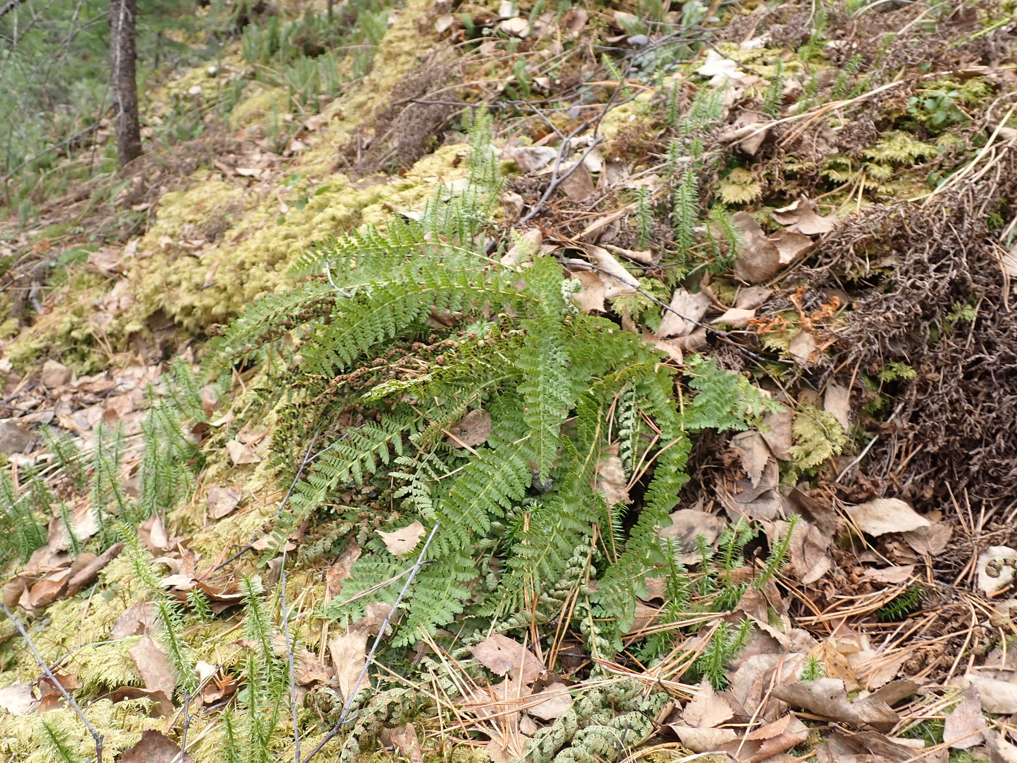 Dryopteris fragrans (L.) Schott