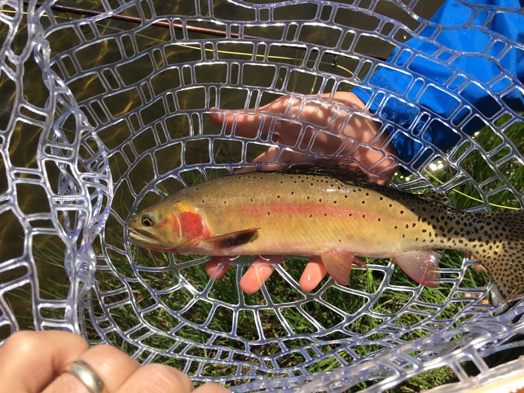 Rio Grande Cutthroat Trout (Oncorhynchus virginalis virginalis ...