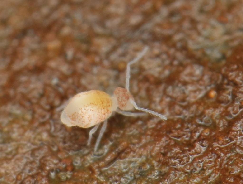 Watch: Springtail bugs perform fastest backflips on Earth | Science ...