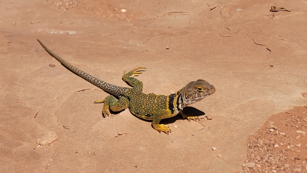Eastern Collared Lizard from Lake Powell, UT 84533, USA on April 21 ...