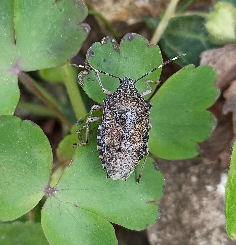Mottled Stink Bug in April 2022 by Ralitsa Shentova · iNaturalist