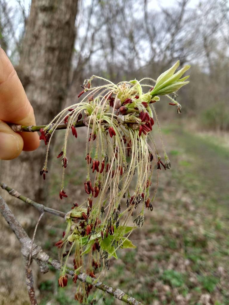 box elder from Downers Grove, IL, USA on April 24, 2022 at 08:42 AM by ...
