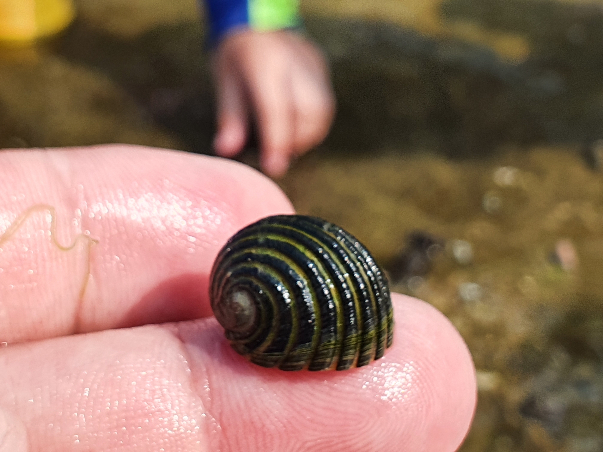 Nerita costata Gmelin, 1791