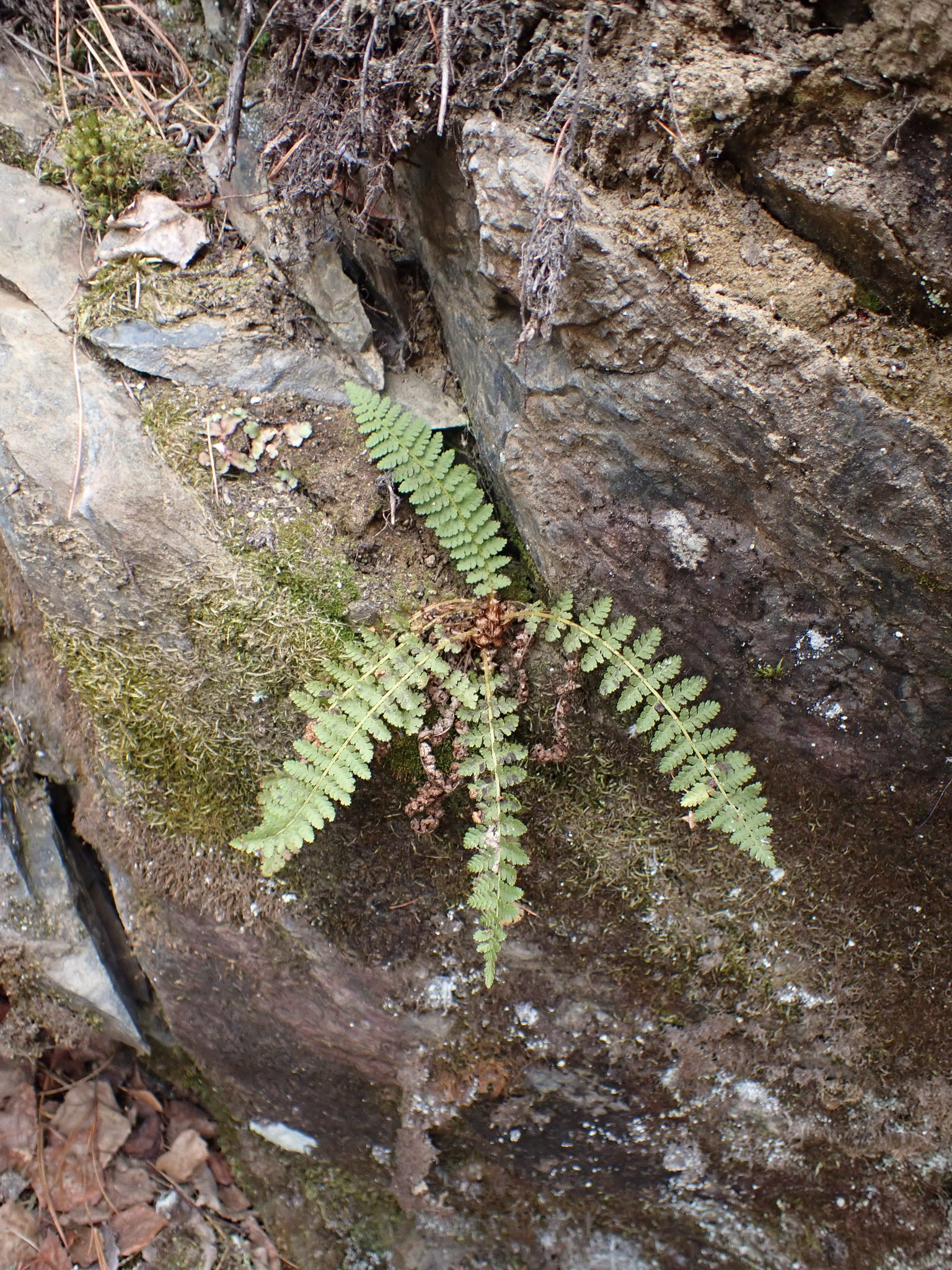 Dryopteris fragrans (L.) Schott