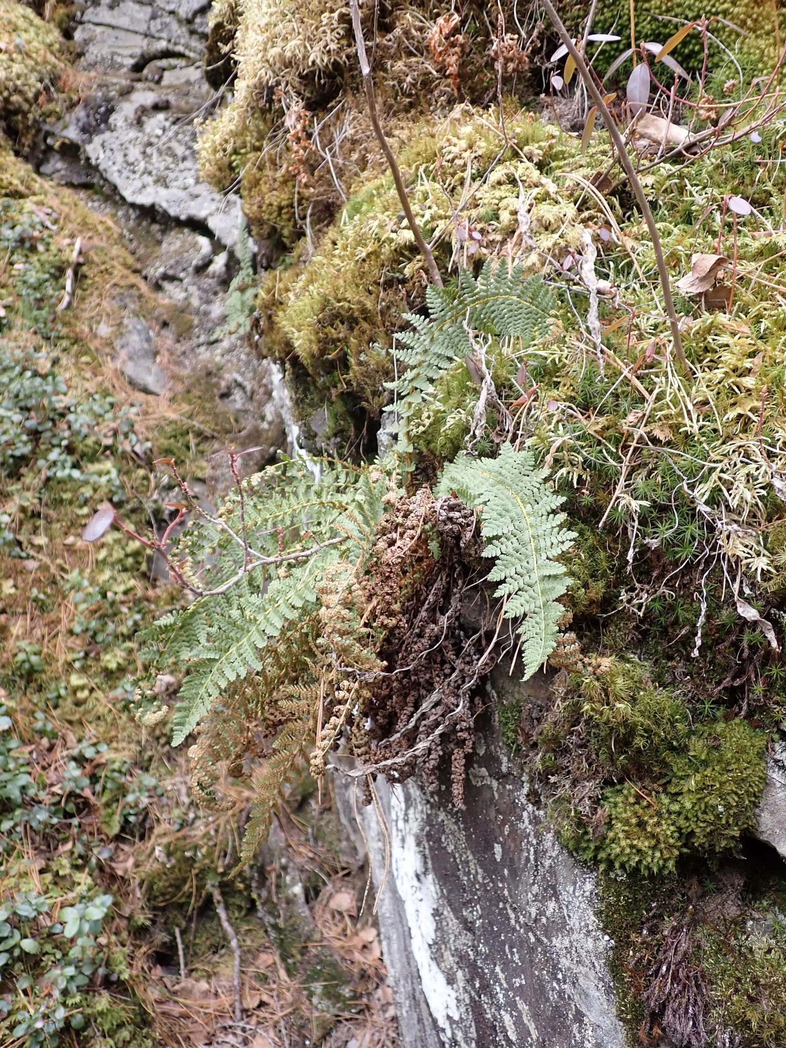 Dryopteris fragrans (L.) Schott