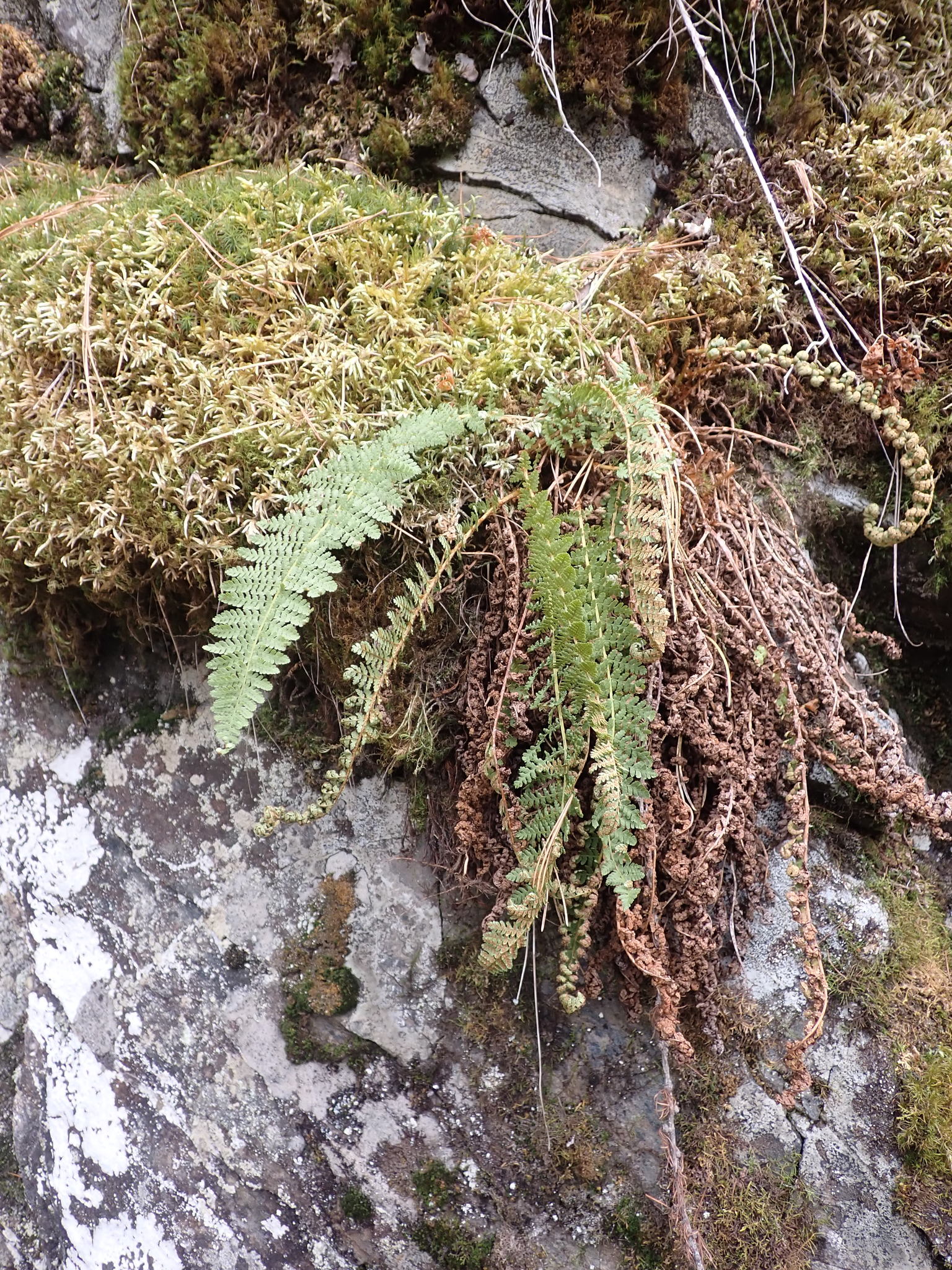 Dryopteris fragrans (L.) Schott