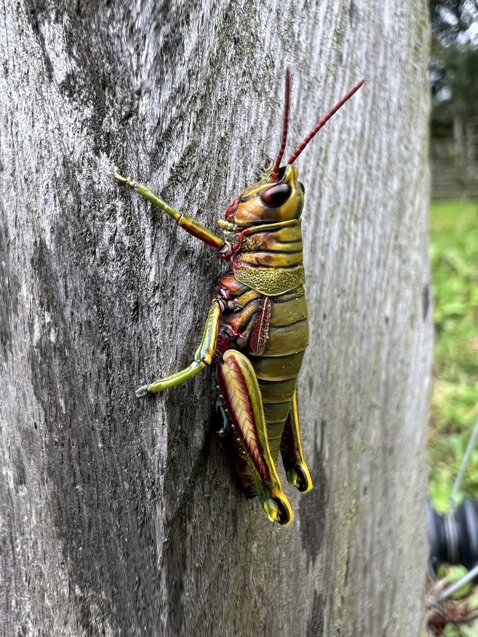 Agesander ruficornis Stål, 1878