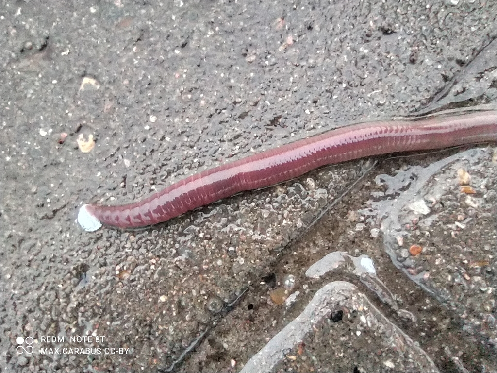 Common Earthworm from Uyut Shop, Pushchino, Moskovskaya oblast', Russia ...