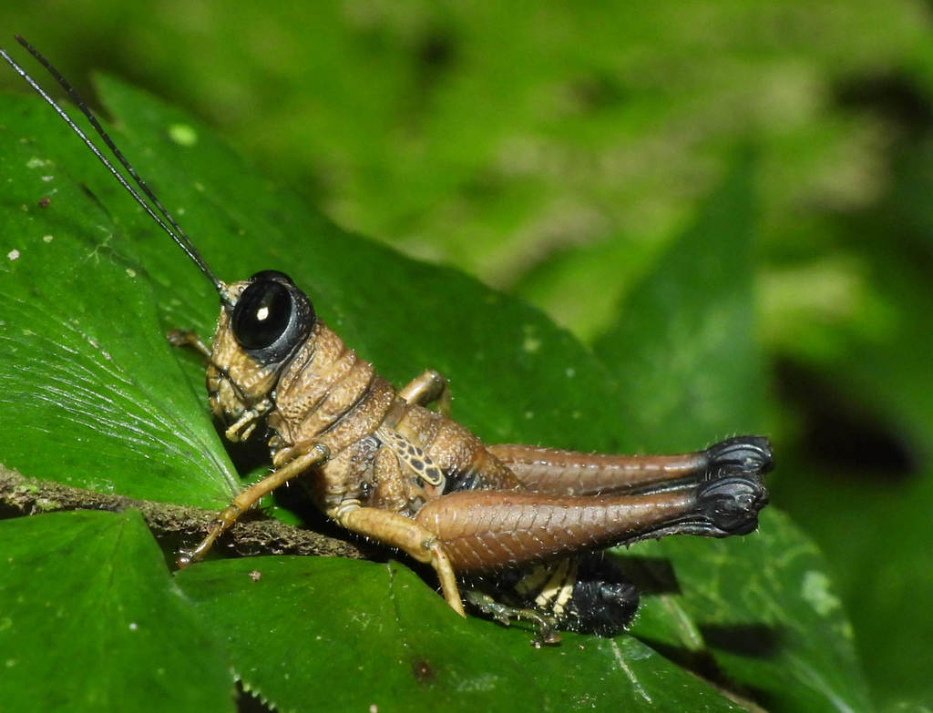 Episomacris collaris from Brazil - MT - Alta Floresta - Cristalino ...