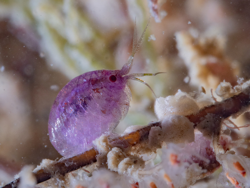 Family Stenothoidae · iNaturalist United Kingdom