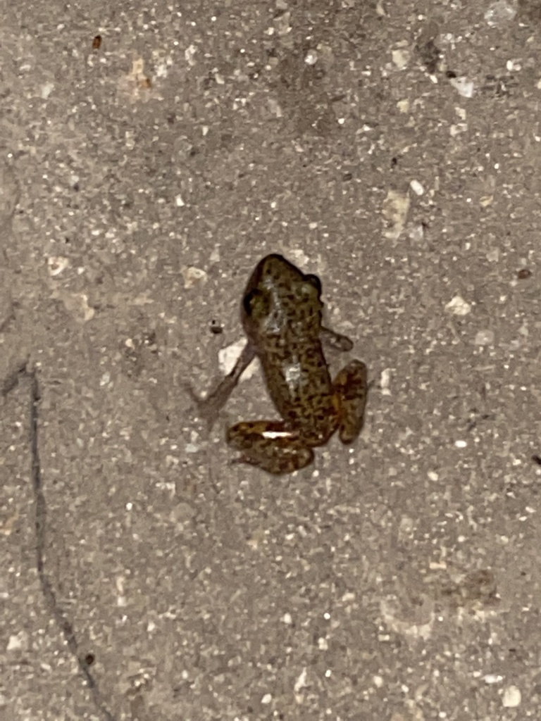 Cliff Chirping Frog from Garner State Park, Concan, TX, US on April 24 ...