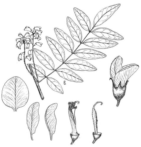 Genus Lennea · iNaturalist