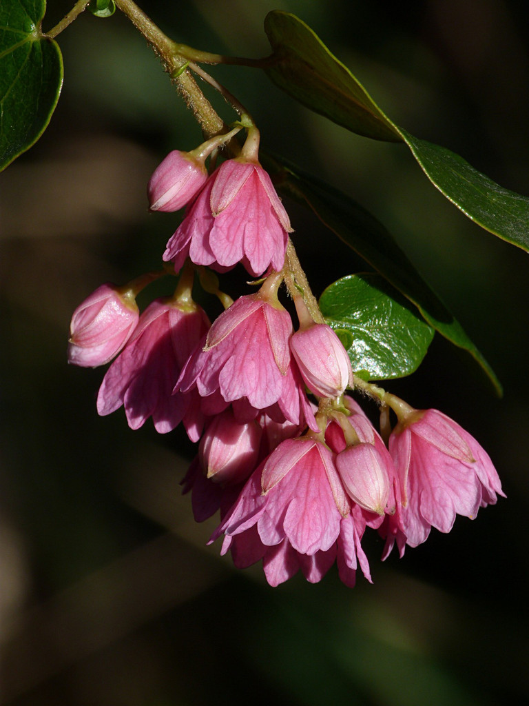 (Vallea) - Botanical Realm