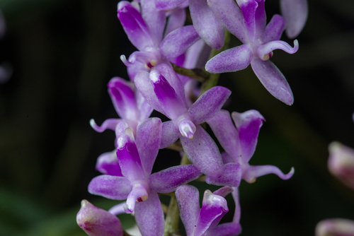 Micropera rostrata · NaturaLista Colombia
