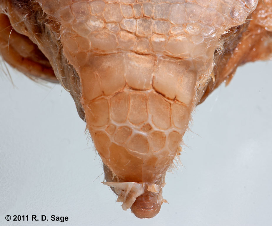 Chlamyphorus truncatus Harlan, 1825