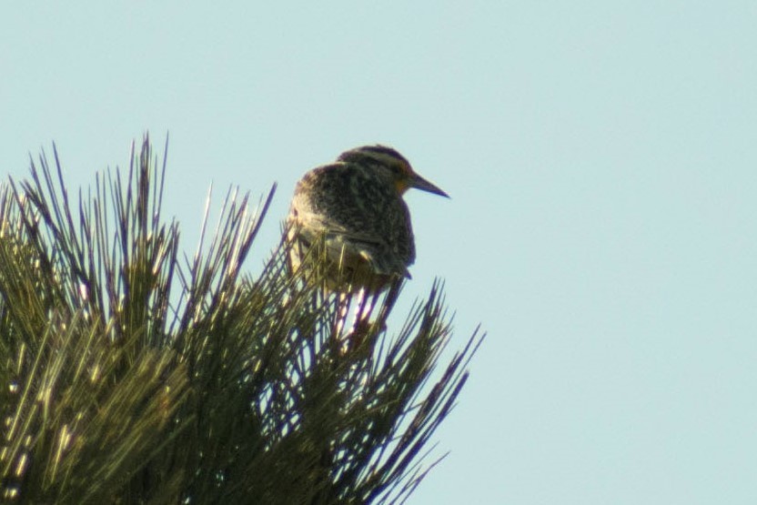 Western Meadowlark from East Kootenay, BC, Canada on April 24, 2022 at ...