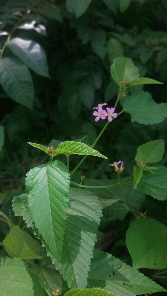 Pyramid Flower from Guarabira on April 22, 2022 at 09:43 AM by akarena ...