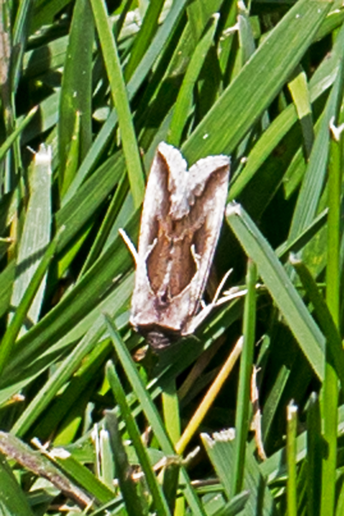 Celery Looper Moth from Bucks County, PA, USA on April 24, 2022 at 12: ...