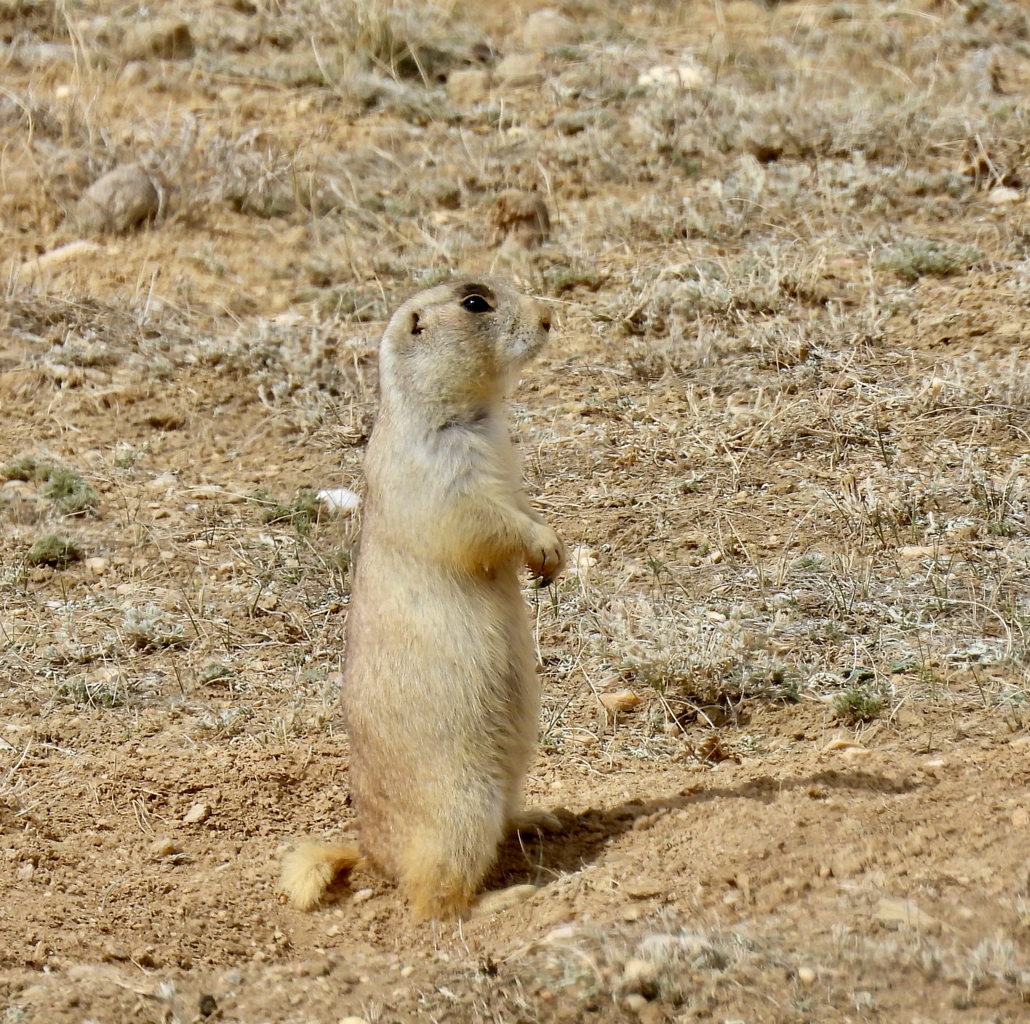 Cynomys leucurus Merriam, 1890