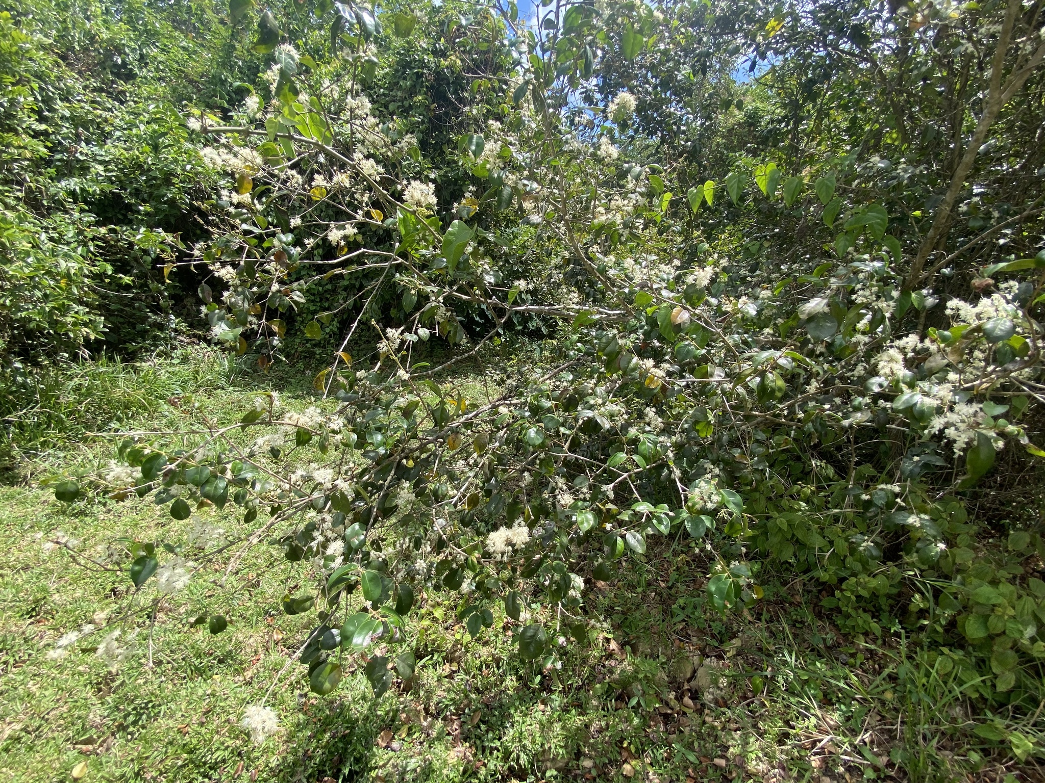 Eugenia biflora (L.) DC.