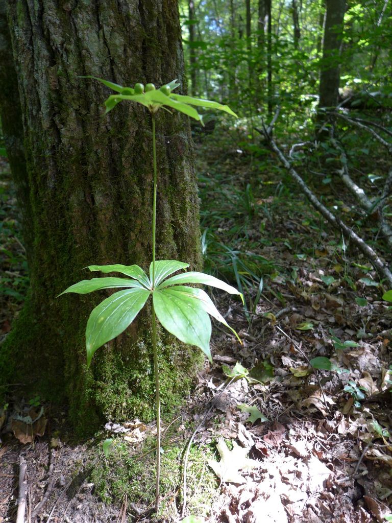 Cucumber Root from menominee county, wi on August 16, 2021 at 03:05 PM ...