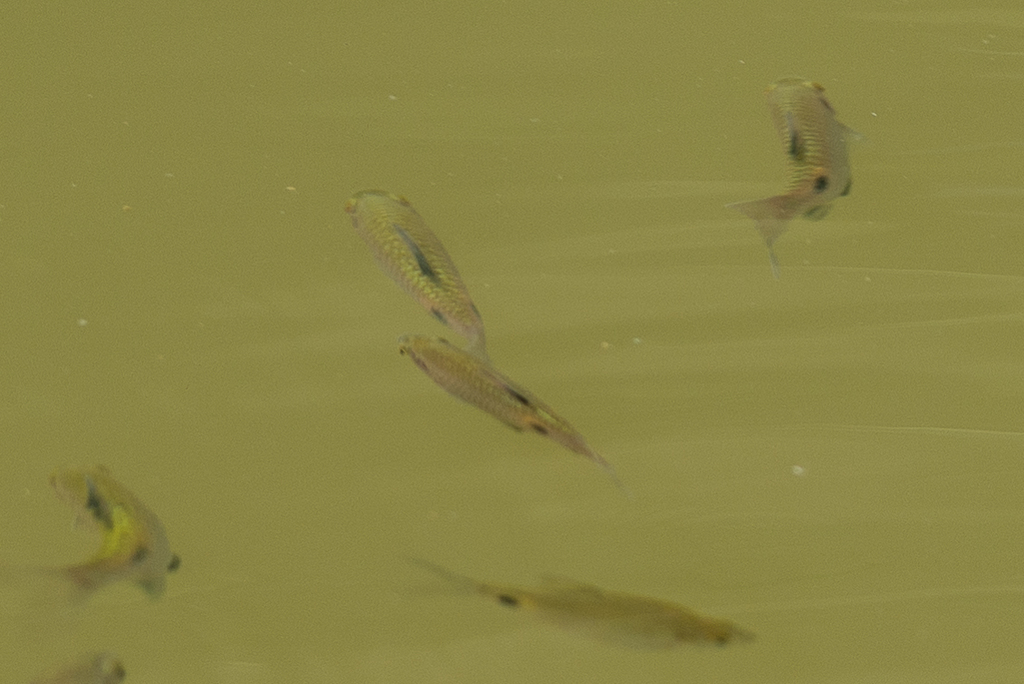 Pool Barb (Puntius sophore) - Marine Life Identification